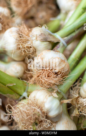 Spring young garlic bulbs on kitchen table. White background. Top view ...
