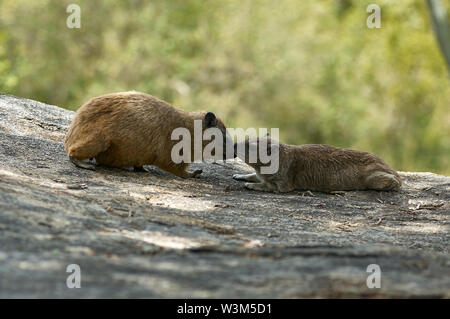 A couple of hyraxes socialising on a rock Stock Photo - Alamy