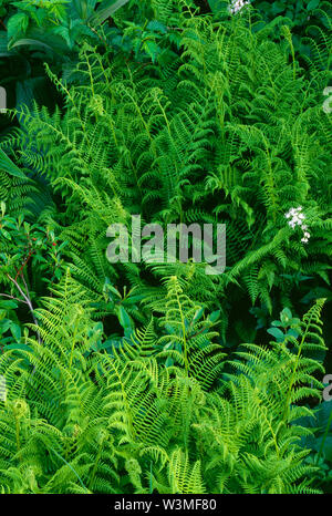 False Hellebore (veratrum viride) and Sitka Valerian (Valeriana ...