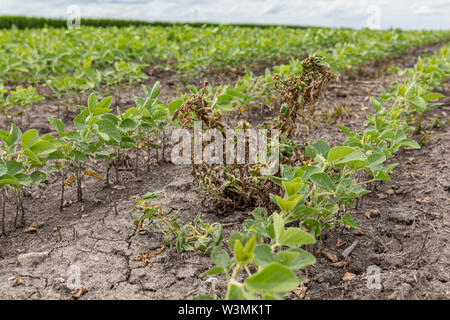 Waterhemp weed growing in soybean field. Weed control, management and ...