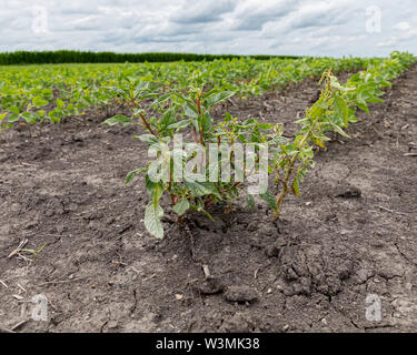 Waterhemp weed growing in soybean field. Weed control, management and ...