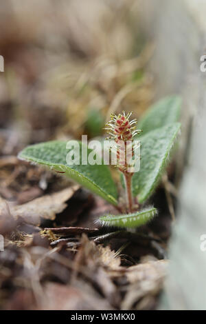 Net-leaved Willow (Salix reticulata Stock Photo - Alamy