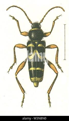 Clytus arietis Jacobson Stock Photo - Alamy