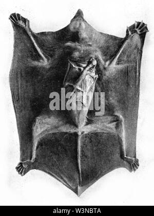 Cobego met jong Stock Photo - Alamy