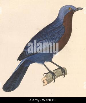 Cochoa azurea 1838 Stock Photo - Alamy