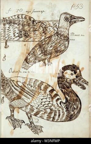 Codex canadensis, p. 53 Stock Photo - Alamy