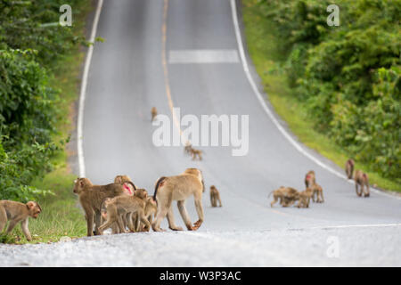 Cute monkey walking on road in Thailand Stock Photo - Alamy