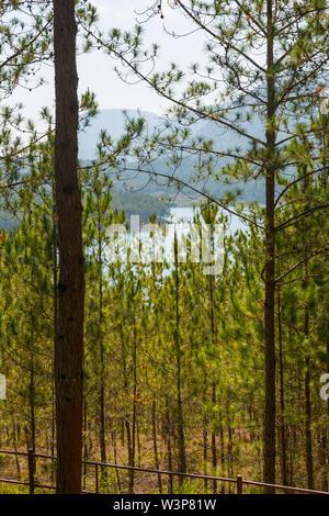 Pine tree forest in Dalat, Vietnam. Dalat is a city located on Lang ...