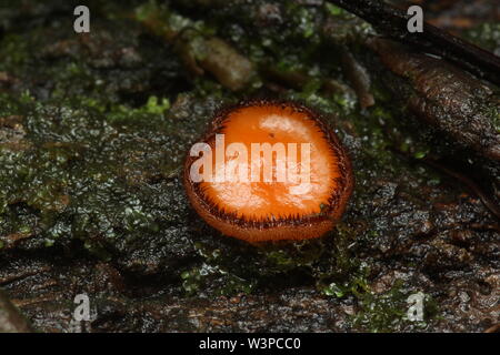 Orange Cup Fungi Stock Photo: 52026044 - Alamy