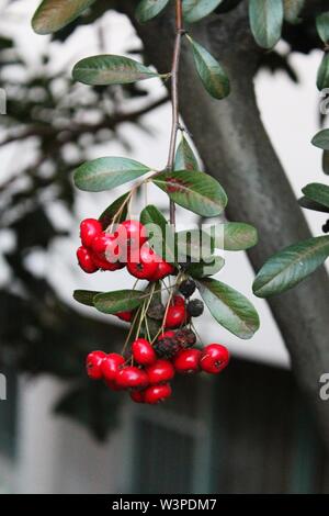 common chokecherry (Prunus virginiana virginiana Stock Photo - Alamy