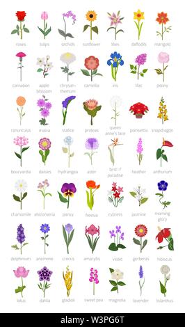 Your garden guide. Top 50 most popular flowers infographic. Vector ...