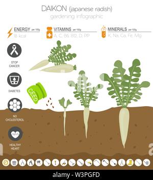 Root of daikon plant vector illustration Stock Vector Image & Art - Alamy