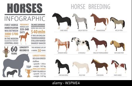 Horse breeding infographic template. Farm animal. Flat design. Vector ...