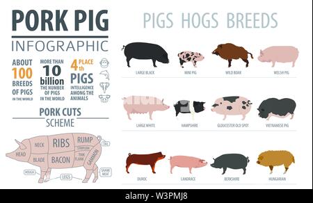 Pigs, hogs breed infographic template. Flat design. Vector illustration ...