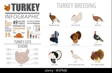 Poultry farming infographic template. Turkey breeding. Flat design ...