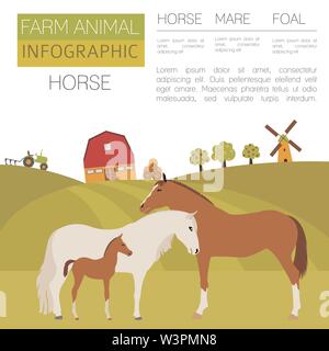 Horse breeding infographic template. Farm animal. Flat design. Vector ...