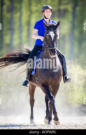 Hanoverian Horse. Black gelding with rider galloping on a riding place ...