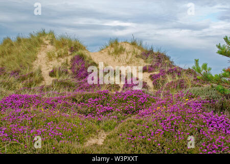 FINDHORN BEACH AND SEA WITH HEATHER CLUMPS GROWING ON THE SAND DUNES ...