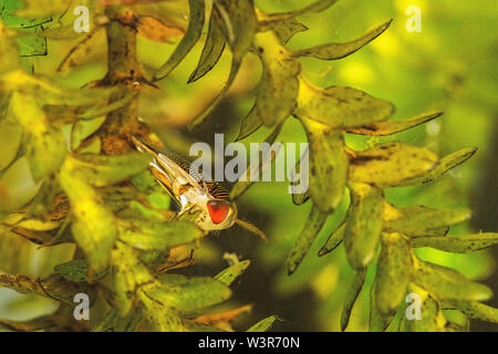 Water Boatmen (Corixidae Stock Photo - Alamy