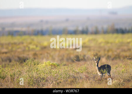 Grey Rhebok (Pelea capreolus), Bontebok National Park, South Africa ...