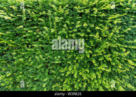 Green leaves wall texture for backdrop Stock Photo - Alamy