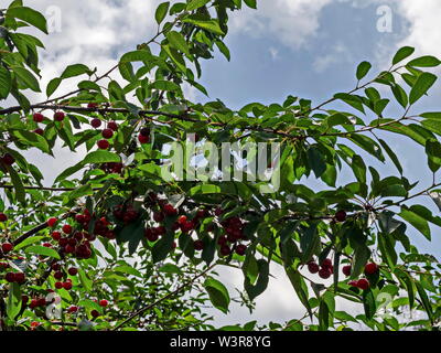 Appetising fresh Morello Cherries on wooden table top Stock Photo - Alamy