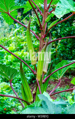 Organic agriculture .Ripe okra on the shrub Stock Photo - Alamy