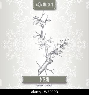 Commiphora myrrha aka common myrrh color sketch on vintage background ...