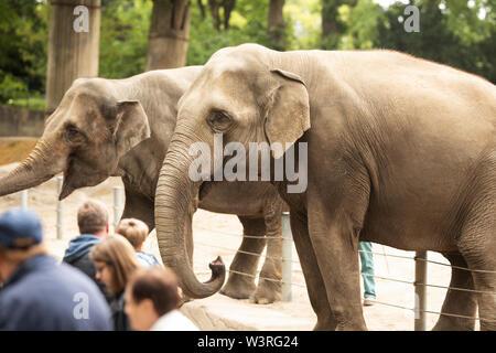 Two elephants at the zoo Stock Photo - Alamy