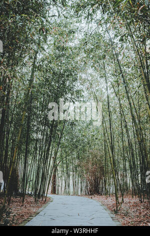 scenes of nature and flora from Gucun Park in Shanghai, China Stock ...