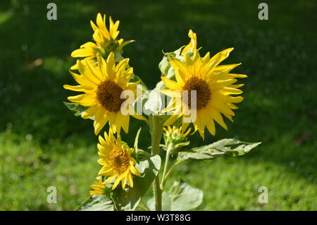 Yellow multi-head sunflower Stock Photo - Alamy