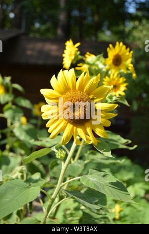 Multi head sunflowers Stock Photo - Alamy