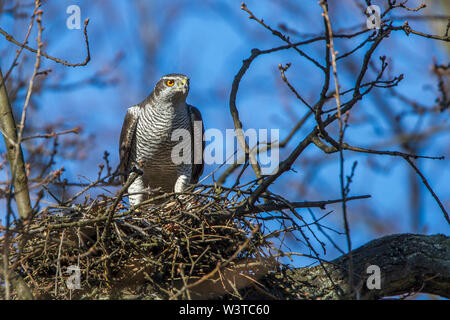 Habicht Goshawk Accipiter gentilis at nest animals Asia Asien Autour ...