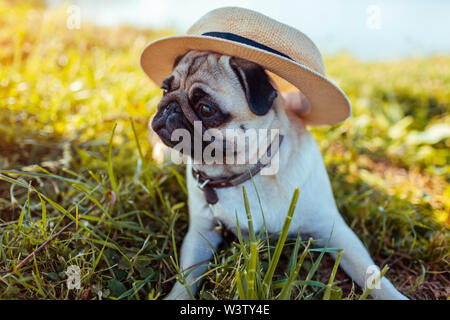 Master walking pug dog in autumn park. Man talking to puppy. Training ...