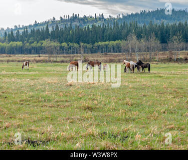 Horses on the Stoney Indian Reserve at Morley, Alberta, Canada Stock ...