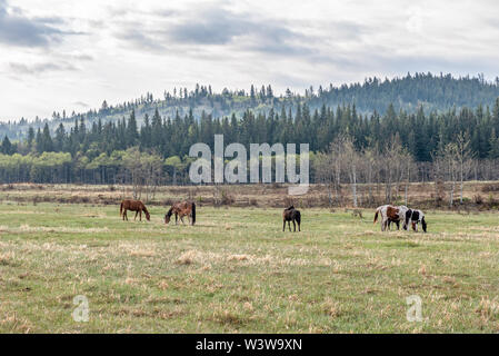 Horses on the Stoney Indian Reserve at Morley, Alberta, Canada Stock ...
