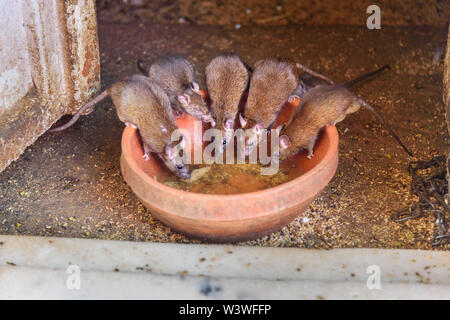 Rats drinking water in Karni Mata Temple or Rats Temple in Deshnok ...