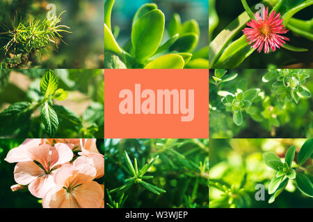 Spring natural abstract collage with plants and flowers in garden. A ...
