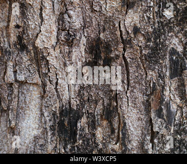 Close up view of rough tree bark with natural wood texture, soft blur ...