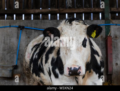 British Blue beef cow in field, showing double muscle at its rear end ...
