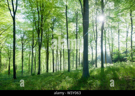 A beech woodland in spring at Rowberrow Warren in the Mendip Hills ...