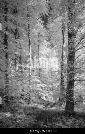 A beech woodland in spring at Rowberrow Warren in the Mendip Hills ...