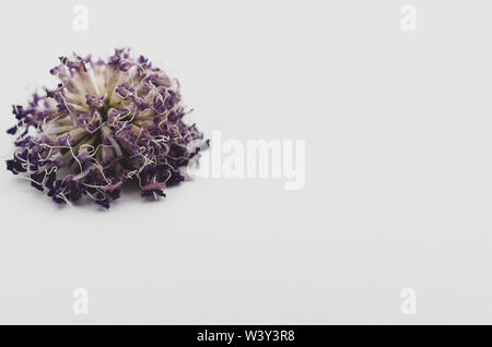 macro view of dry gypsy rose flower head - white background Stock Photo ...