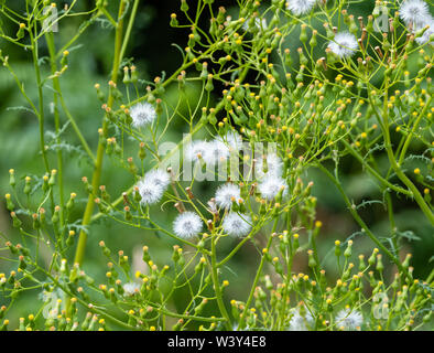 Seed heads of Heath Groundsel, Senecio sylvatica, Wales, UK Stock Photo ...