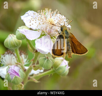 Lulworth skipper (Thymelicus acteon) feeding on wild Thrisle Pink ...