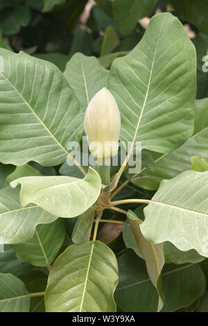 Big-leaf Magnolia (Magnolia macrophylla) flower with pollen producing ...