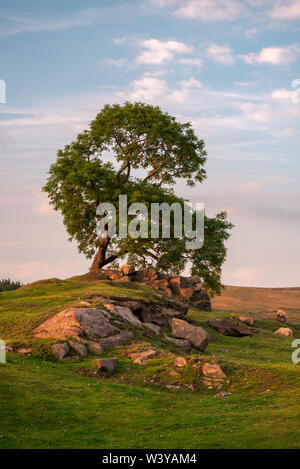 A Lone tree in the orange glow of dusk at Plum Island Stock Photo - Alamy