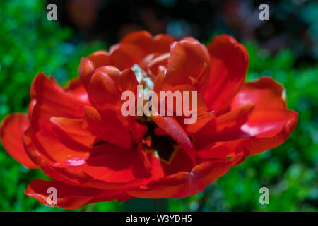 red-layered tulip very rare and beautiful, Istanbul Stock Photo - Alamy