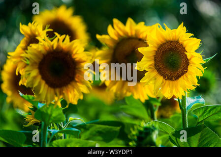 Sunflower natural background. Sunflower blooming. Close-up of sunflower ...