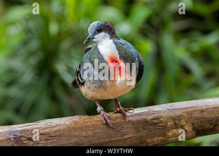 Luzon bleeding-heart dove (Gallicolumba luzonica Stock Photo - Alamy